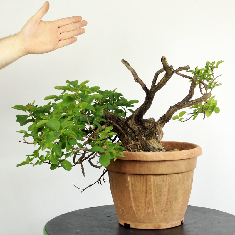 Cotinus coggygria #5 - Smokebush - NikArt Bonsai Studio