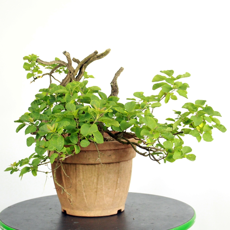Cotinus coggygria #5 - Smokebush - NikArt Bonsai Studio