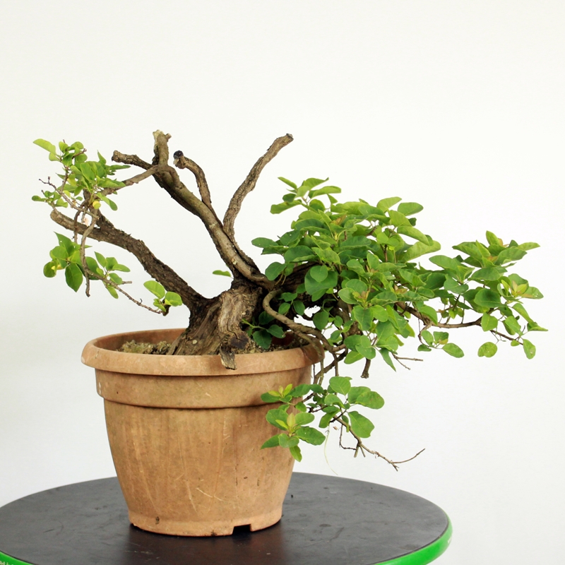 Cotinus coggygria #5 - Smokebush - NikArt Bonsai Studio