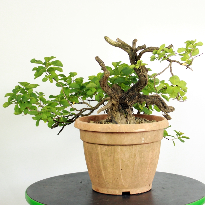 Cotinus coggygria #5 - Smokebush - NikArt Bonsai Studio