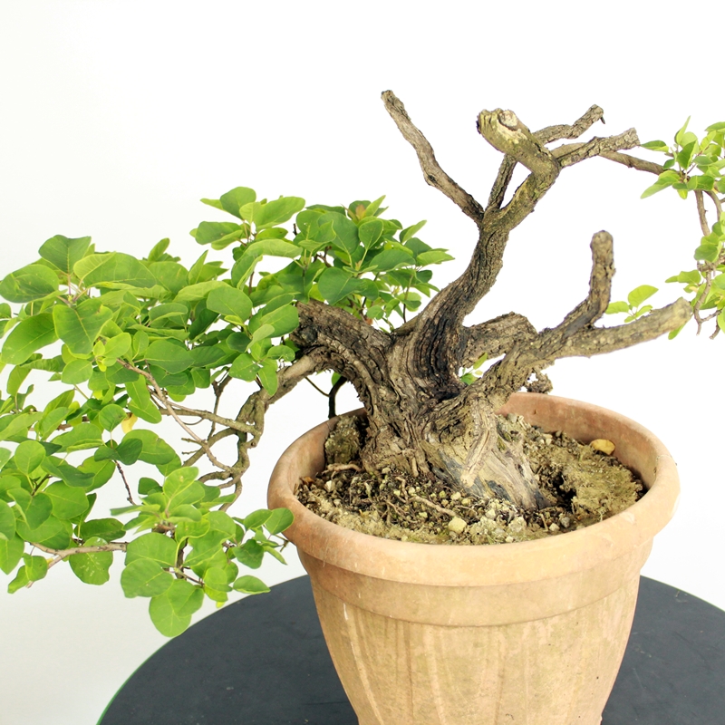 Cotinus coggygria #5 - Smokebush - NikArt Bonsai Studio