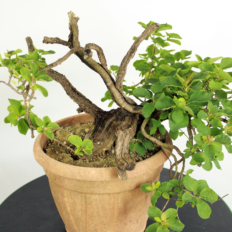 Cotinus coggygria #5 - Smokebush - NikArt Bonsai Studio