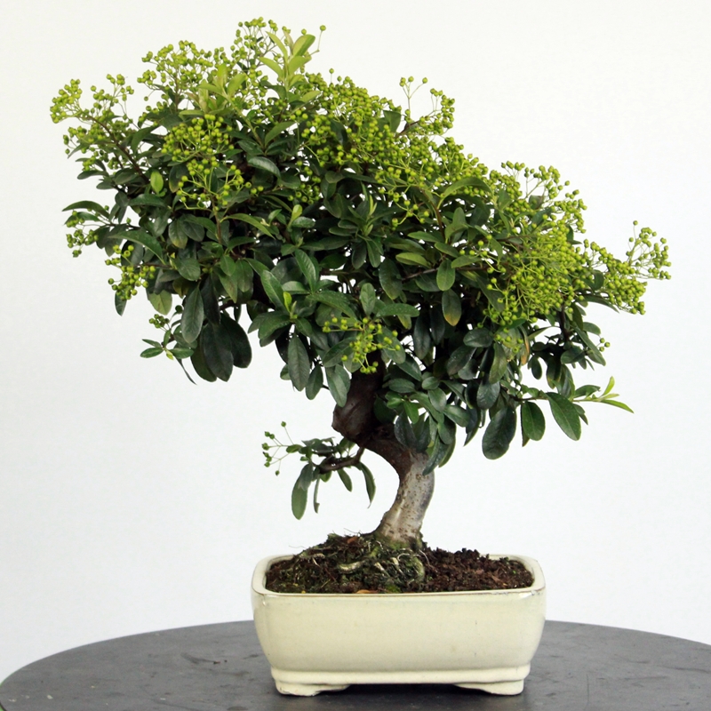 Pyrachanta coccinea #1 - firethorn - NikArt Bonsai Studio