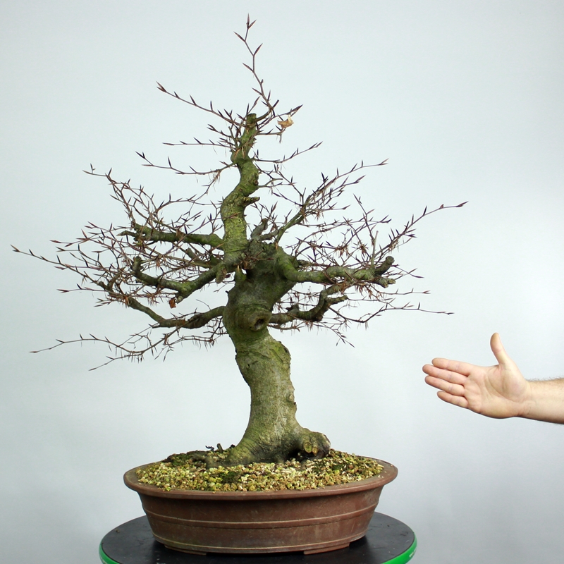 Fagus sylvatica #7 - beech - NikArt Bonsai Studio