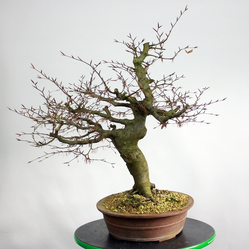 Fagus sylvatica #7 - beech - NikArt Bonsai Studio