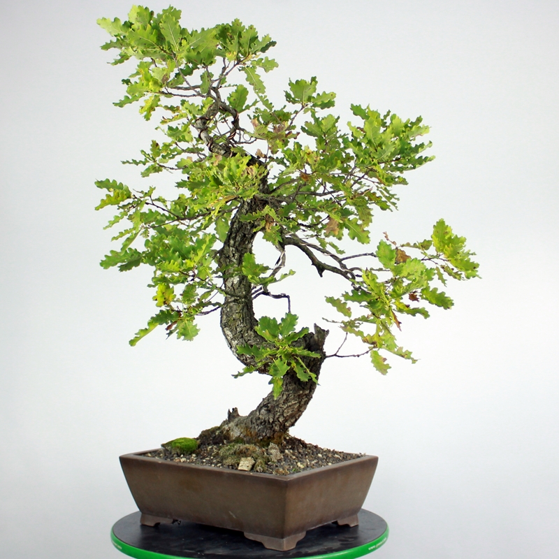 Quercus petraea #1 - sessile oak - NikArt Bonsai Studio