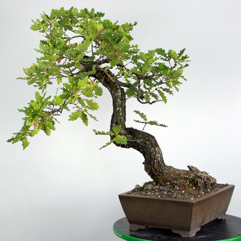 Quercus petraea #1 - sessile oak - NikArt Bonsai Studio