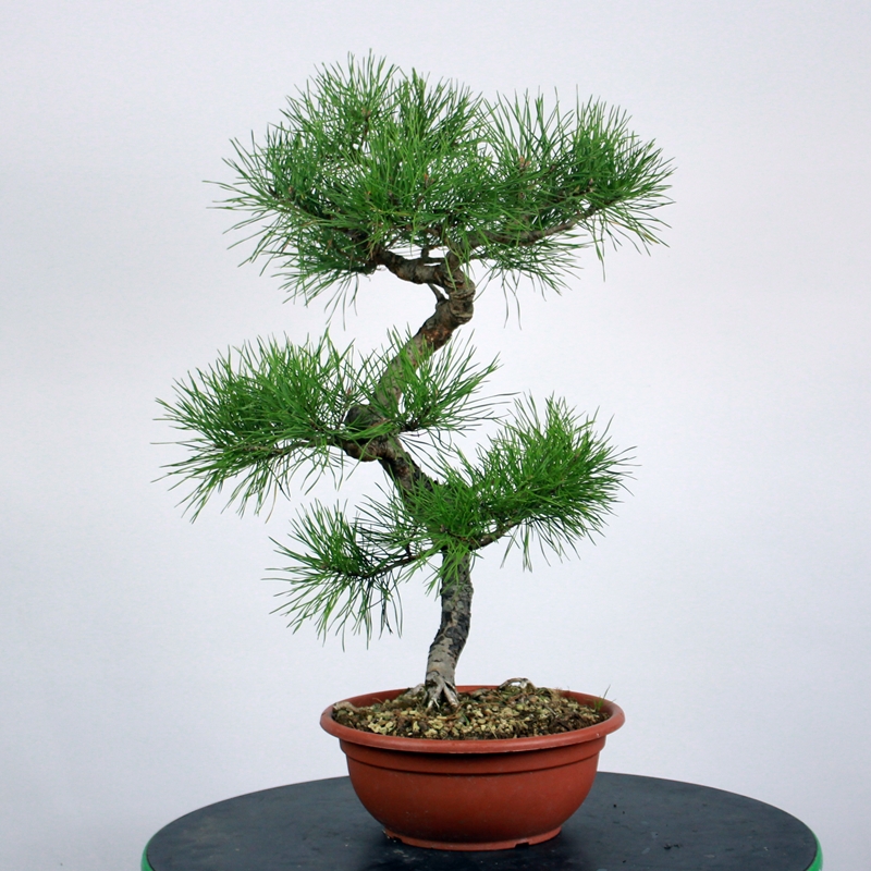 Pinus sylvestris #5 - scots pine - NikArt Bonsai Studio
