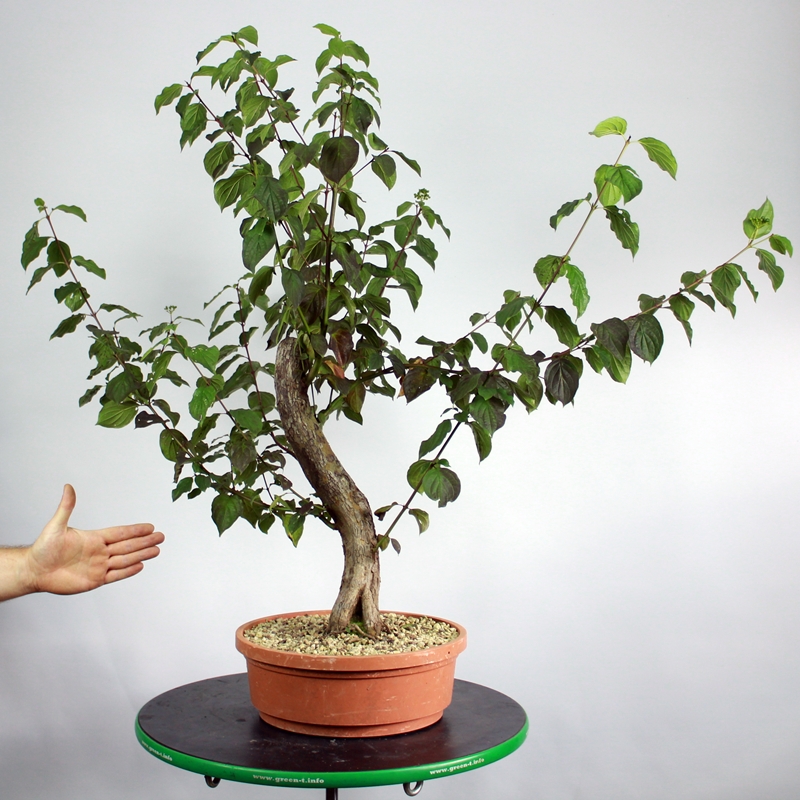 Cornus sanguinea #1 - bloody dogwood - NikArt Bonsai Studio