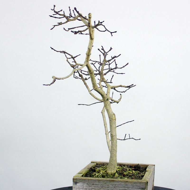 Euonymus europaeus #3 - common spindle - NikArt Bonsai Studio